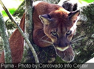 MuchaCostaRica.Com - Corcovado Tours - Overnight Expeditions